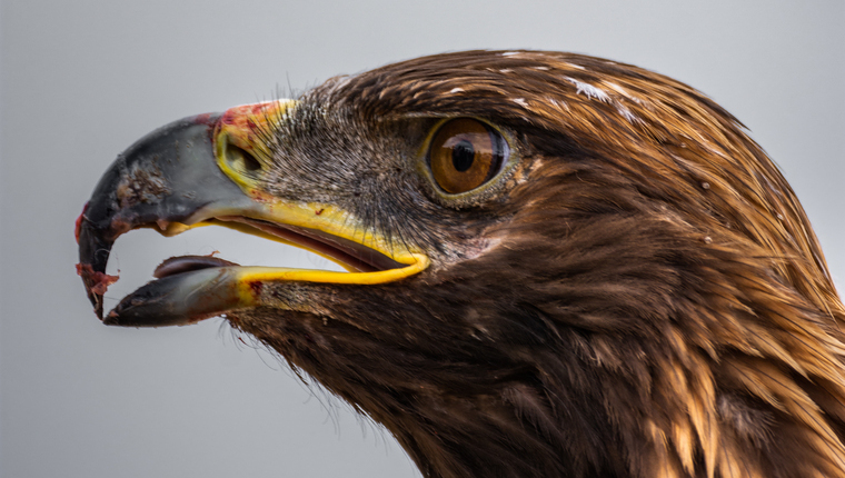 Soaring with Tradition: The Art of Burkut Hunting